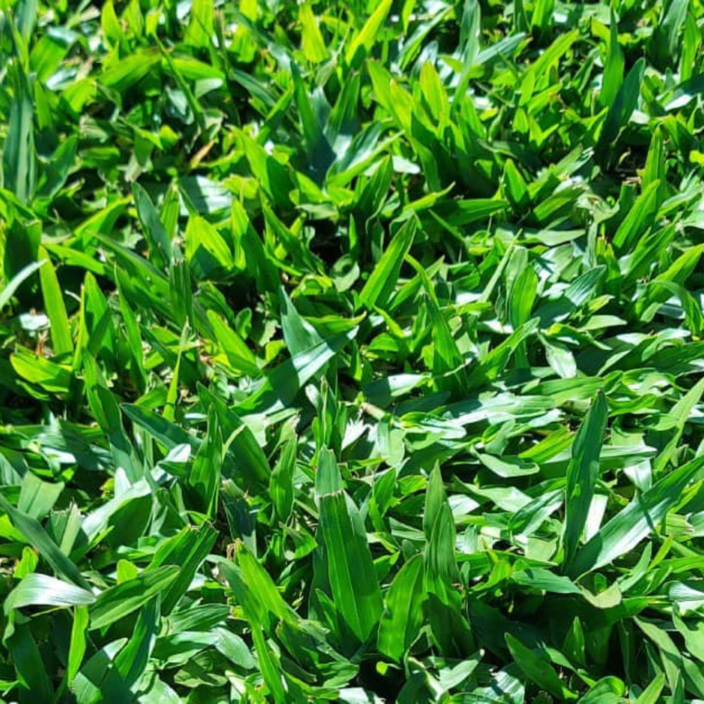 Venda de Grama - Gramas Santa Marias